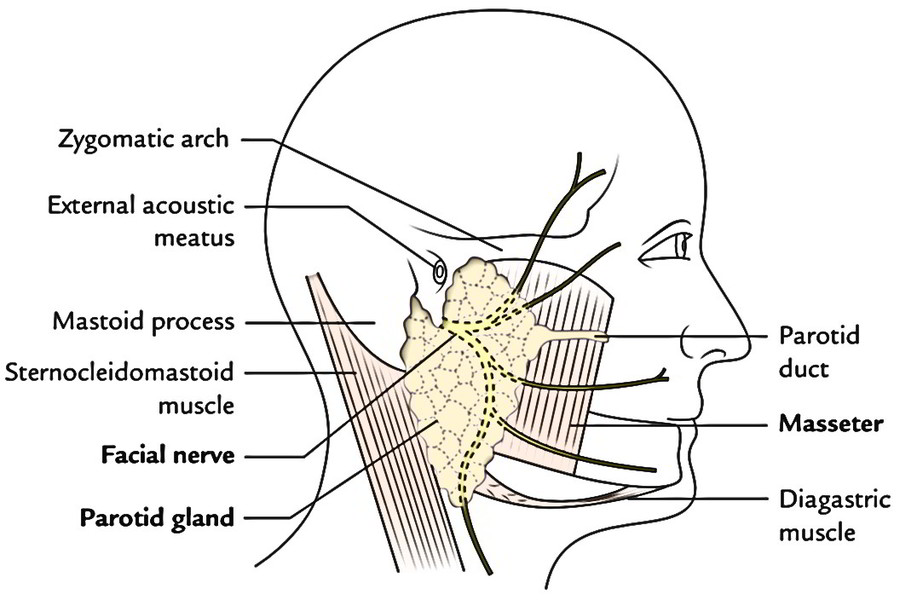 Parotid Region – Earth's Lab Parotid Region – Earth's Lab