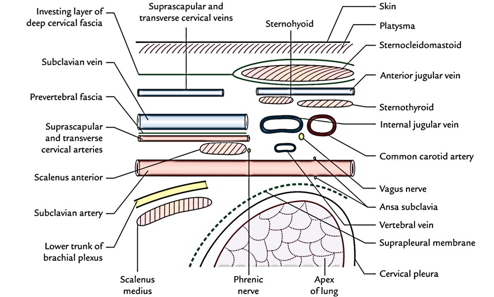 Easy Notes On 【Subclavian Arteries】Learn in Just 3 Minutes!