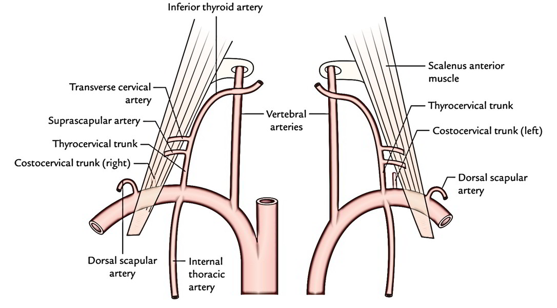 Easy Notes On 【Subclavian Arteries】Learn in Just 3 Minutes!
