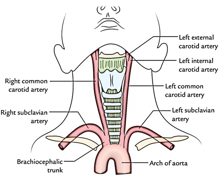 Common Carotid Artery Carotid Sinus And Carotid Body