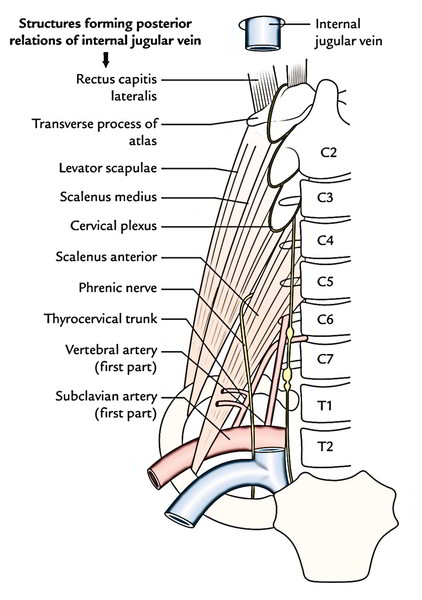 Internal Jugular Vein | Earth's Lab