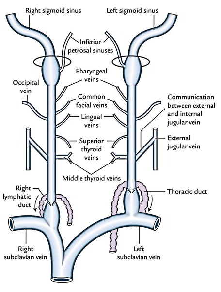Internal Jugular Vein | Earth's Lab