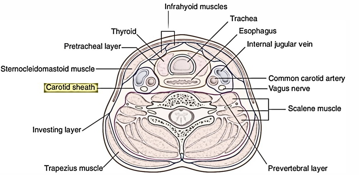 Major Arteries Of The Head And Neck Carotid Teachmeanatomy Arteries In