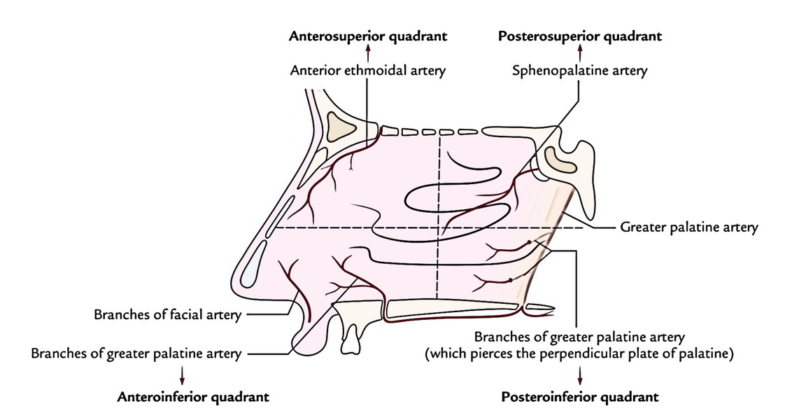 Easy Notes On 【Nasal Cavity】Learn in Just 4 Minutes!