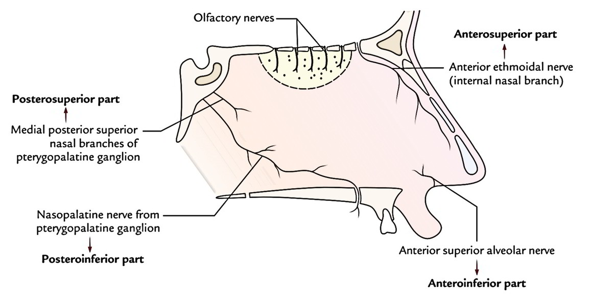 Easy Notes On 【Nasal Cavity】Learn in Just 4 Minutes!