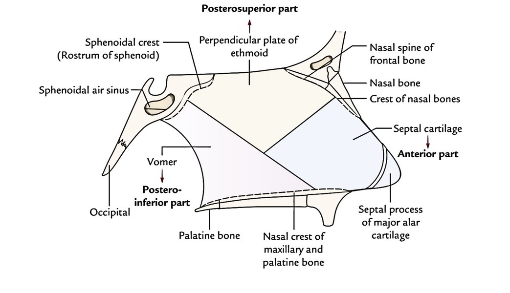 Nasal Cavity - Anatomy, Vasculature and Innervation