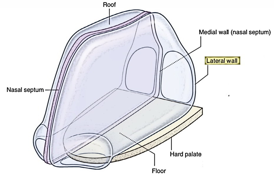 Easy Notes On 【Nasal Cavity】Learn in Just 4 Minutes!