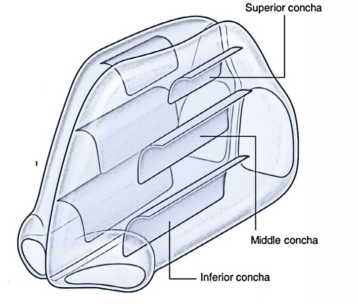 Easy Notes On 【Nasal Cavity】Learn in Just 4 Minutes!