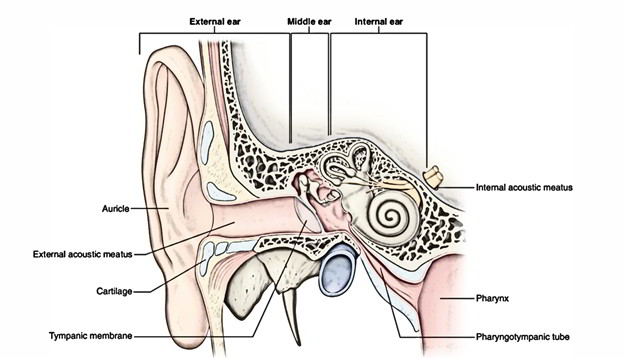 Easy Notes On 【Ear】Learn in Just 4 Minutes!