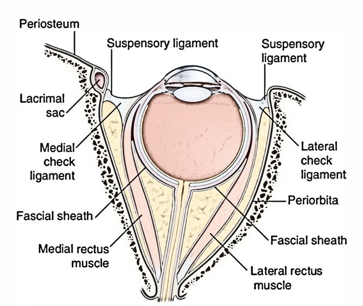 Easy Notes On 【Extraocular Muscles】Learn in Just 4 Minutes!