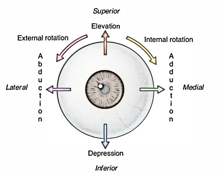 Extraocular Movements Conjugate Extra Ocu.movement By Pushkar Dhir