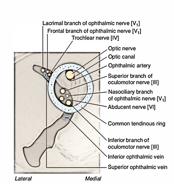 Nerves of the Orbit – Earth's Lab