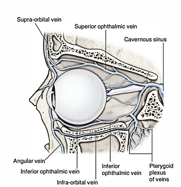 Easy Notes On 【Suspensory and Test Ligaments of the Eye】