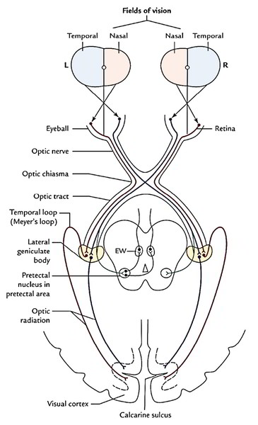 Optic Nerve | Earth's Lab