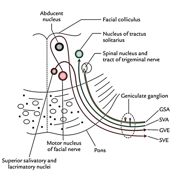 Easy Notes On 【Facial Nerve】Learn in Just 4 Minutes!