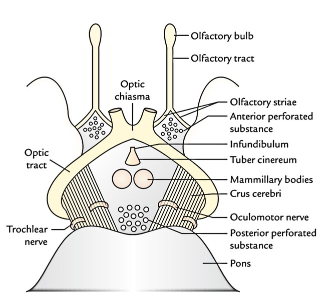 Base of the Brain – Earth's Lab