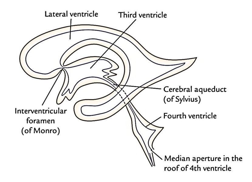 Easy Notes On 【Ventricles of the Brain】Learn in Just 3 Minutes!