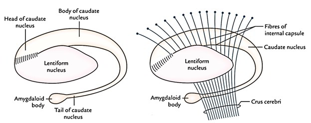 Basal Nuclei – Earth's Lab