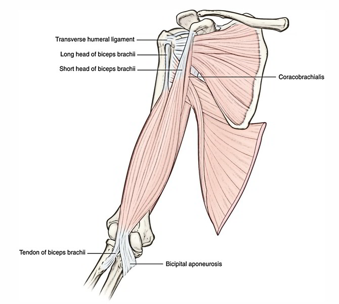 Biceps Brachii | Earth's Lab