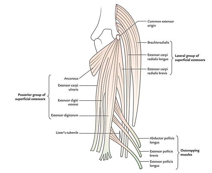 Muscles of the Posterior or Back of Forearm – Earth's Lab