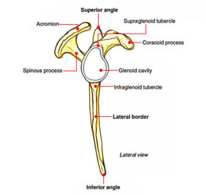 Scapula (Shoulder Blade) Anatomy – Earth's Lab