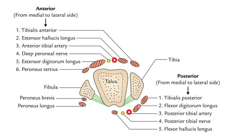 Ankle Joint (Talocrural Joint) – Earth's Lab