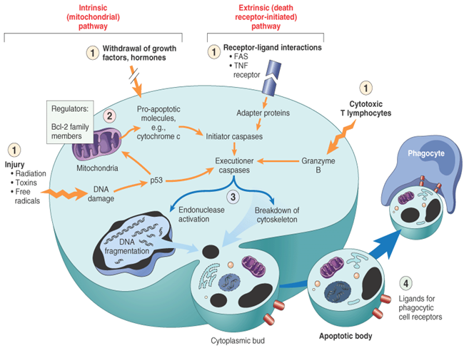 Cell Death – Earth's Lab