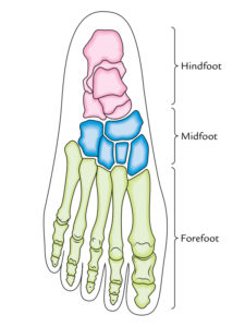 Arches of the Foot – Earth's Lab