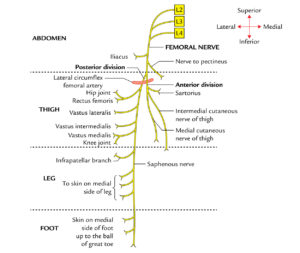 Femoral Nerve – Earth's Lab