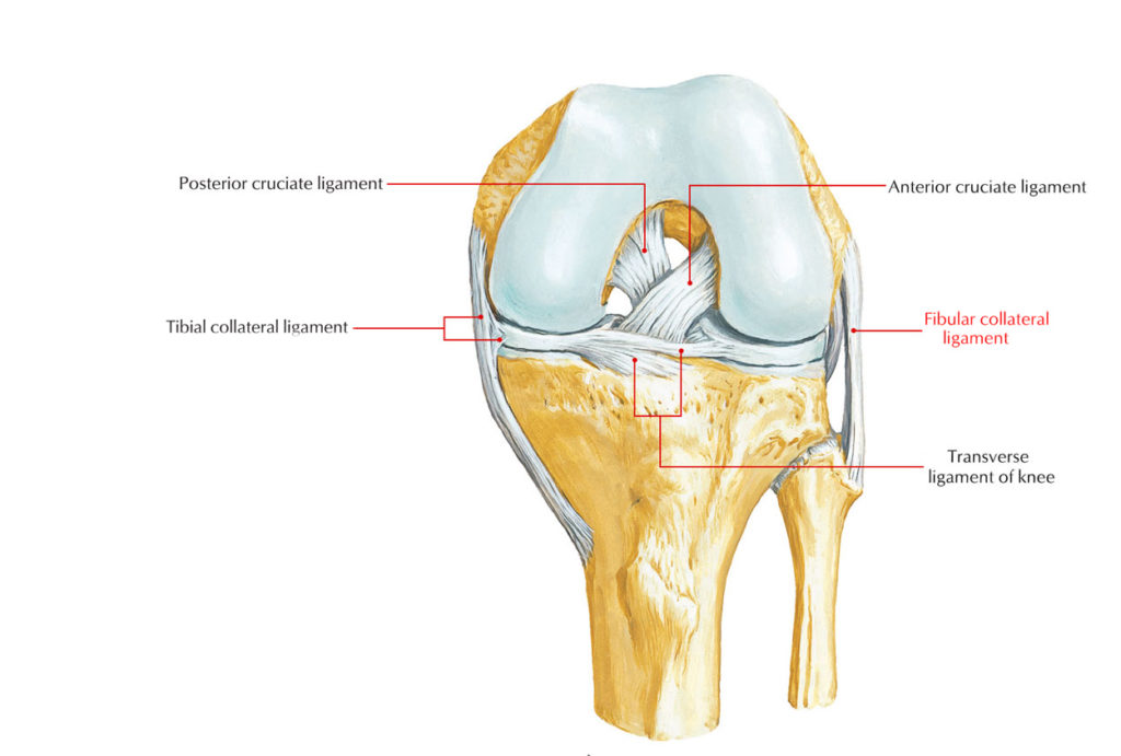 Knee Joint