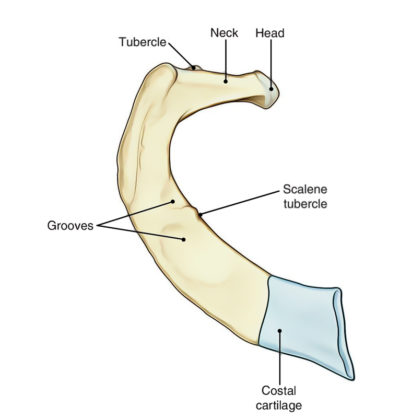 Rib Cage Anatomy – Earth's Lab