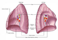 Surface Markings of Lungs – Earth's Lab