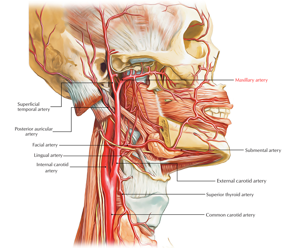 Easy Notes On Maxillary Artery Learn In Just 4 Minutes Easy Notes On Maxillary Artery Learn In Just 4 Minutes