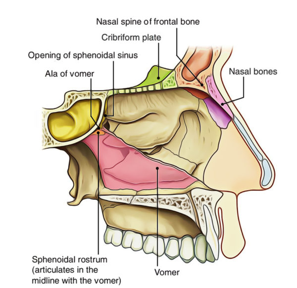 Nasal Cavity Earths Lab