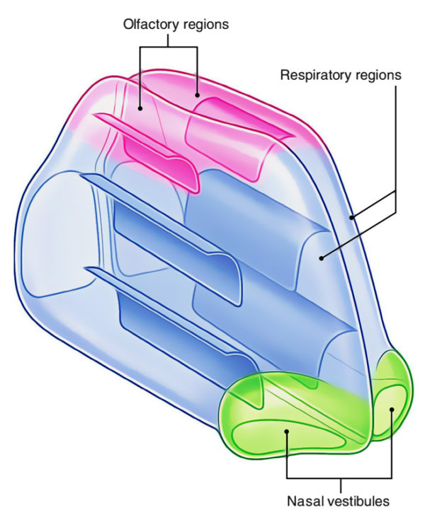 Nasal Cavity – Earth's Lab