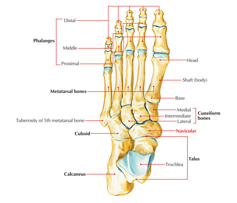 Navicular Bone Anatomy – Earth's Lab
