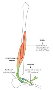 Peroneal Muscles – Earth's Lab