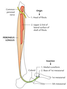 Peroneal Muscles – Earth's Lab