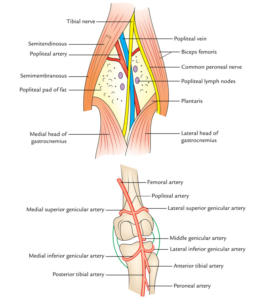 Popliteal Fossa Earths Lab 6526