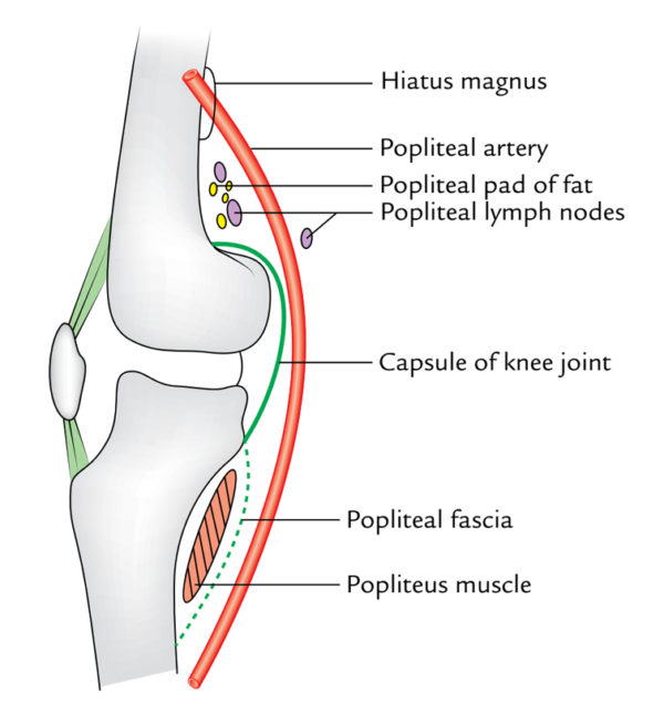 Popliteal Artery – Earth's Lab