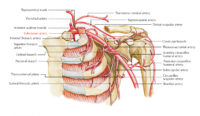 Subclavian Arteries – Earth's Lab