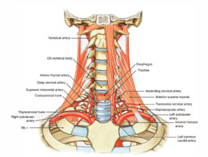 Subclavian Arteries – Earth's Lab