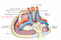 Component Parts Thoracic Wall – Earth's Lab