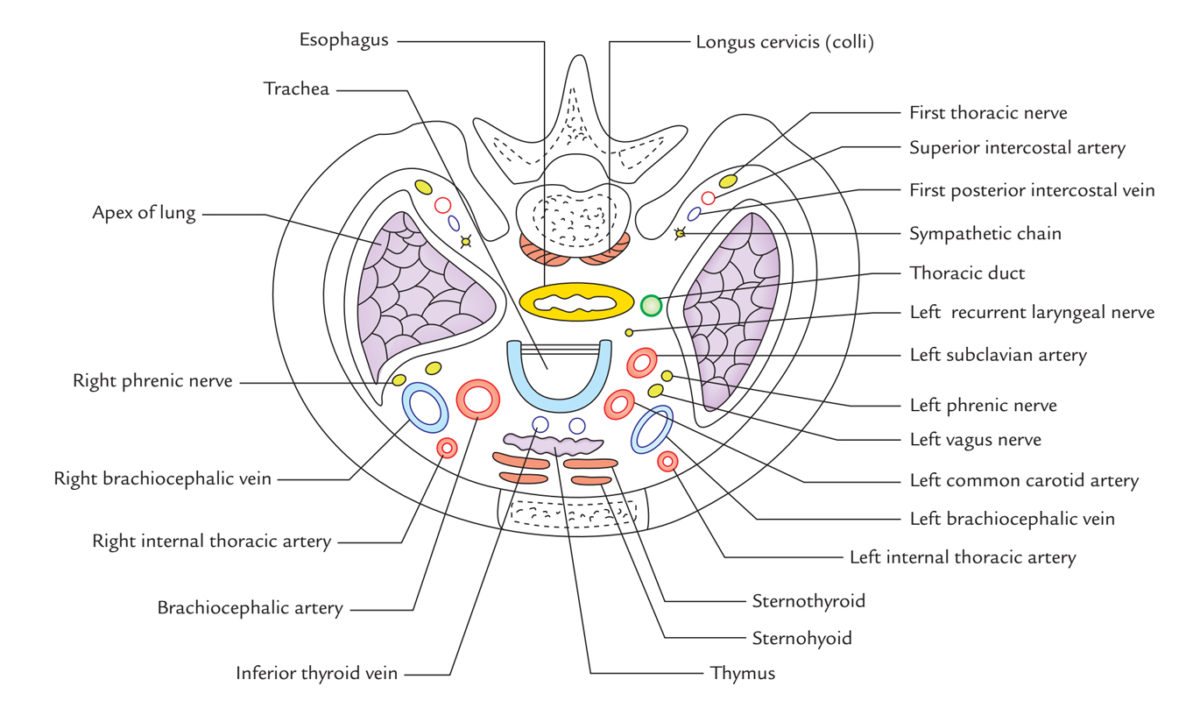 Superior Thoracic Aperture (Thoracic Inlet) – Earth's Lab