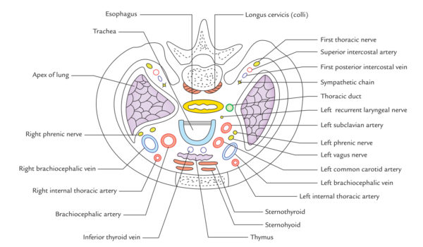 Superior Thoracic Aperture (Thoracic Inlet) – Earth's Lab
