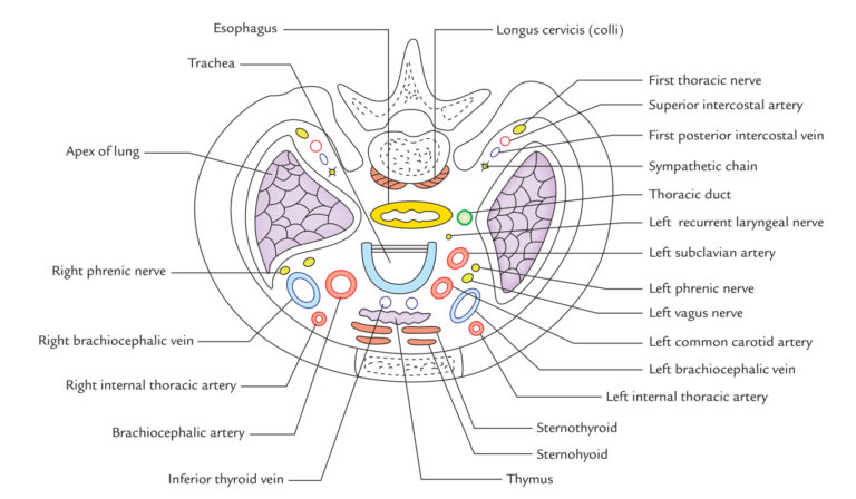 Superior Thoracic Aperture (Thoracic Inlet) – Earth's Lab