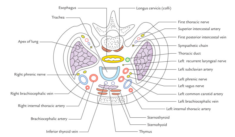 Superior Thoracic Aperture (Thoracic Inlet) – Earth's Lab