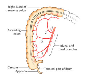 Superior Mesenteric Artery – Earth's Lab