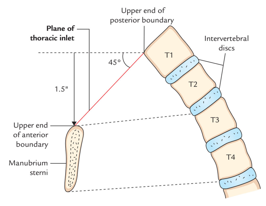Superior Thoracic Aperture (Thoracic Inlet) – Earth's Lab