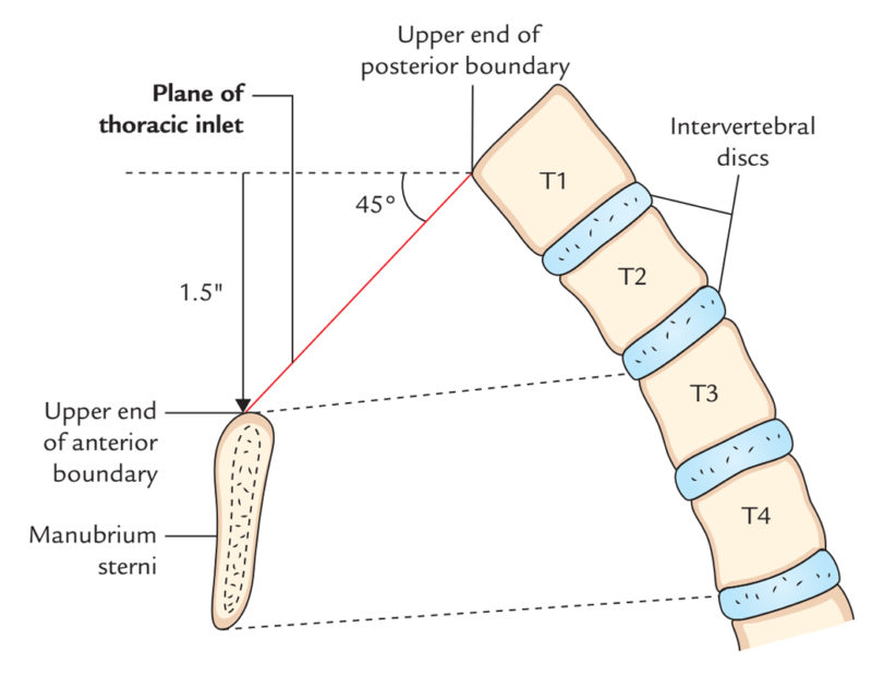Superior Thoracic Aperture (Thoracic Inlet) – Earth's Lab